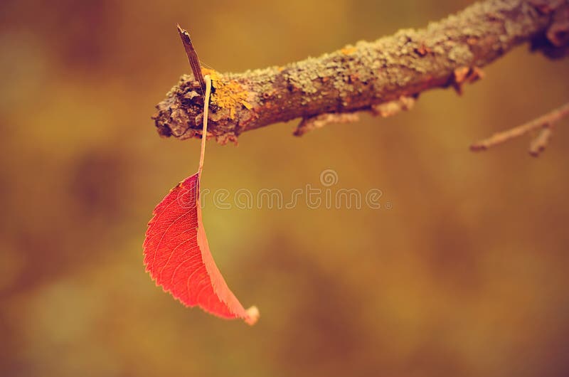 Autumn leaf on dry branch stock image. Image of natural - 44761809