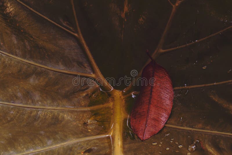 Autumn Leaf on Elephat Ear Leaf Background Stock Photo - Image of huge ...