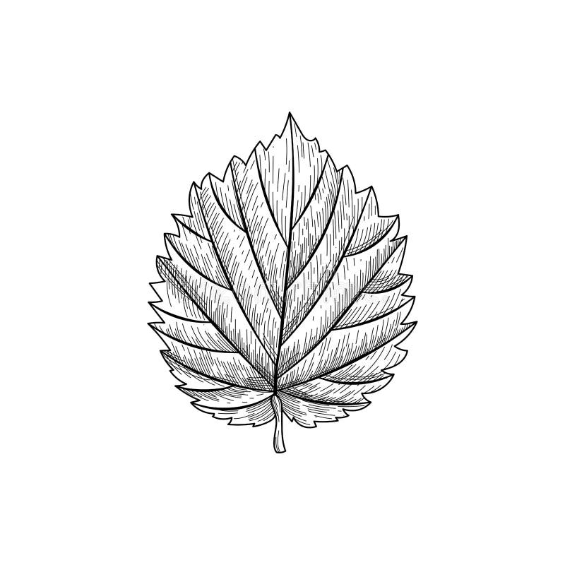 Autumn Leaf in Engraving Style, Isolated on White Background. Vector ...