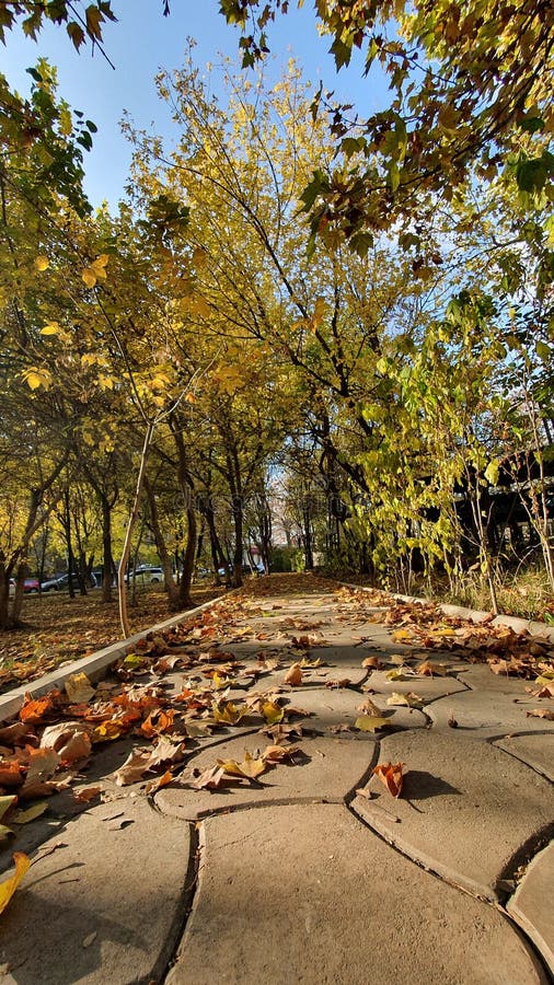 Autumn Leaf Fall in a Park a Stone Path Covered with Fallen Leaves ...