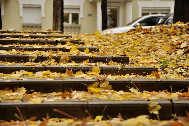 Autumn leaf fall stock photo. Image of nature, covered - 74275850