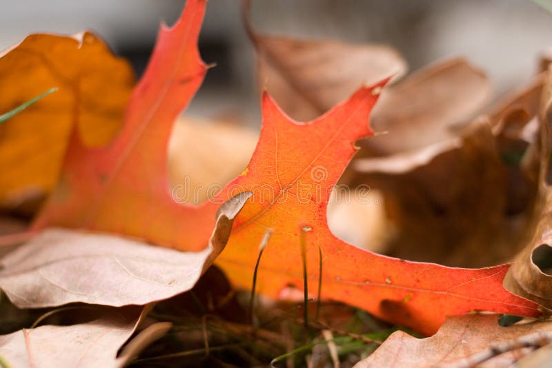 Autumn leaf fallen stock image. Image of autumn, leaf - 5032071