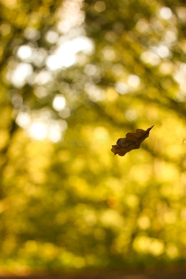 Leaf falling autumn stock photo. Image of color, design - 99315426