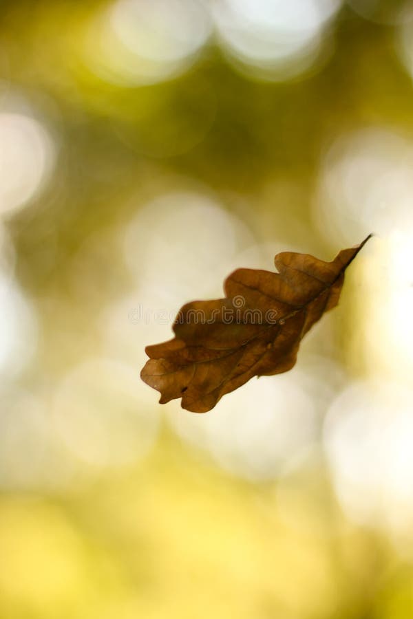 Leaf Falling from Tree stock photo. Image of eaves, autumn - 11878880