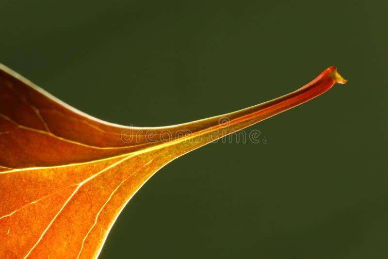 Autumn leaf falling stock image. Image of fall, foliage - 284921