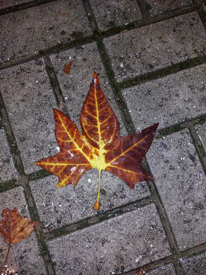 Autumn leaf falling down stock photo. Image of asphalt - 244858118
