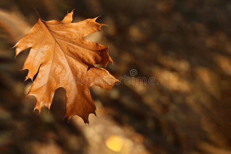 Autumn Leaf Falling stock photo. Image of foliage, golden - 373326970