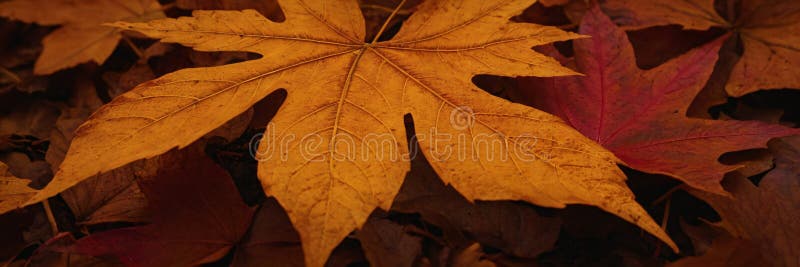 Autumn Leaf Falling Revealing Intricate Leaf Vein Stock Illustration ...