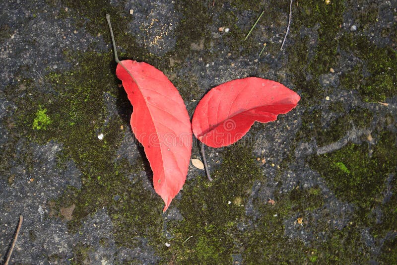 Autumn leaf on floor stock image. Image of leave, garden - 103693481