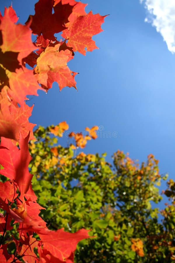 Autumn leaf frame stock image. Image of blooming, fall - 1354821
