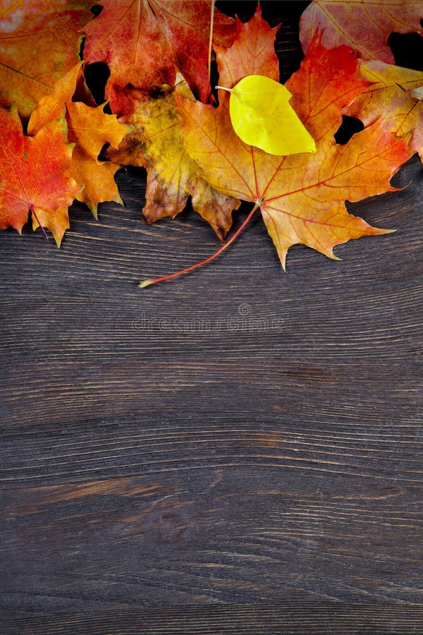 Autumn Leaf Frame for Words and Inscriptions, Copy Space Stock Photo ...