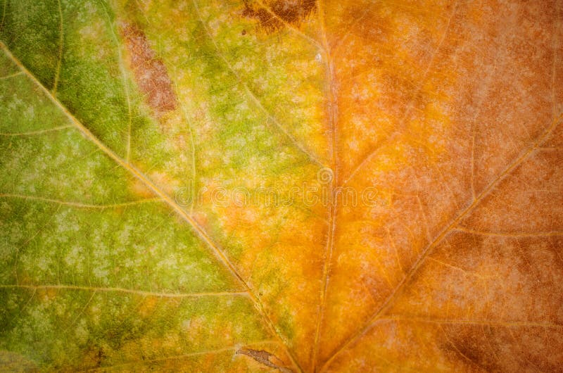 Autumn Leaf with a Gradient Stock Image - Image of gradient, wallpaper ...