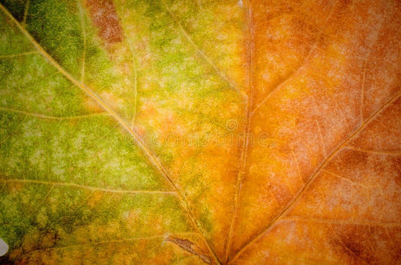 Autumn Leaf with a Gradient Stock Image - Image of gradient, yellowing ...
