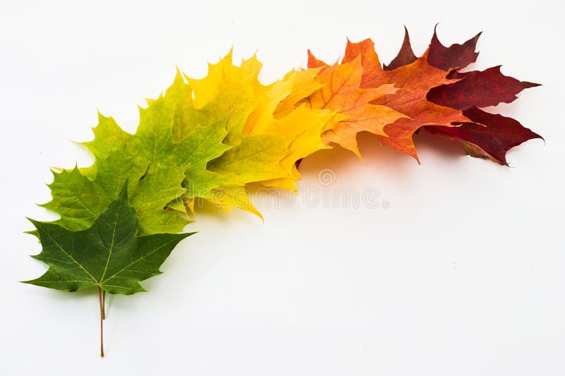 Autumn Leaf Gradient. a Gradient of Maple Leaves from Green To Dark Red ...