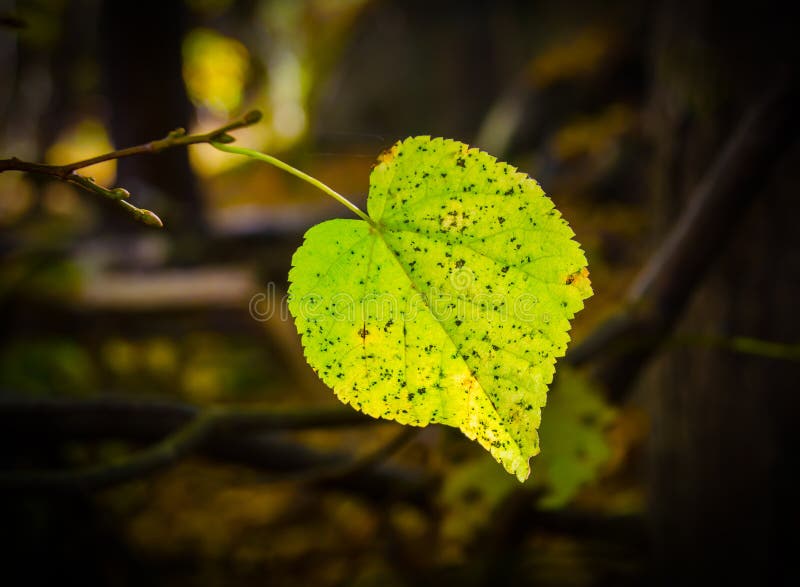 Autumn leaf stock image. Image of color, autumn, outside - 34711857