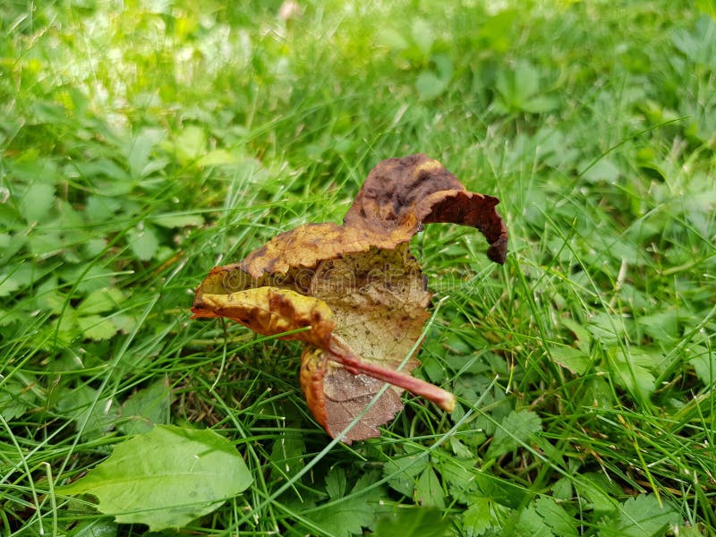Autumn Leaf on a Green Field Stock Image - Image of leaf, field: 155837781