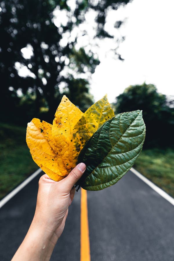 Autumn Leaf in Green Forest,Hand Holding Yellow and Green Leaves on ...