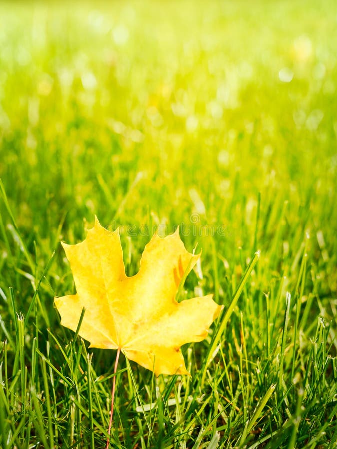 Autumn Leaf on Green Grass. Stock Photo - Image of november, golden ...