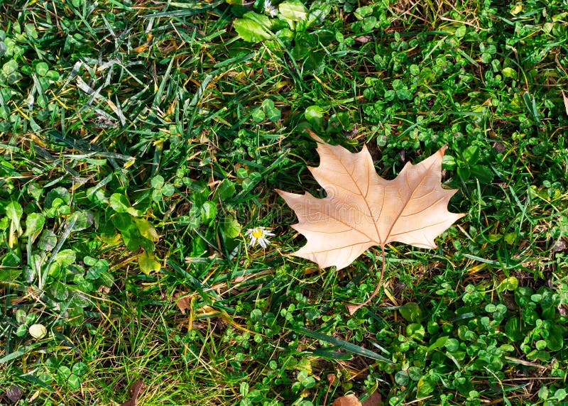 Isolated Fallen Leaf on Green Grass Field Stock Photo - Image of forest ...