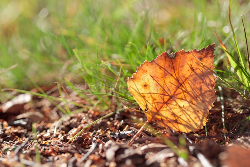 Autumn Leaf on Green Grass, Macro Closeup Stock Image - Image of fall ...