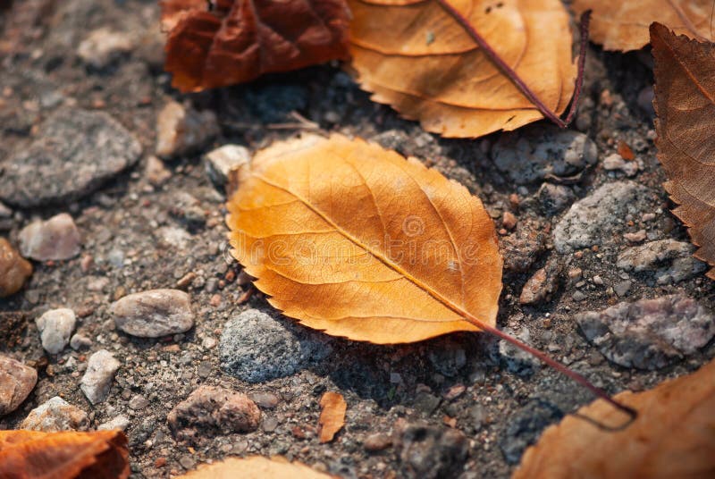Autumn Leaf on Ground stock photo. Image of autumnal - 118509990