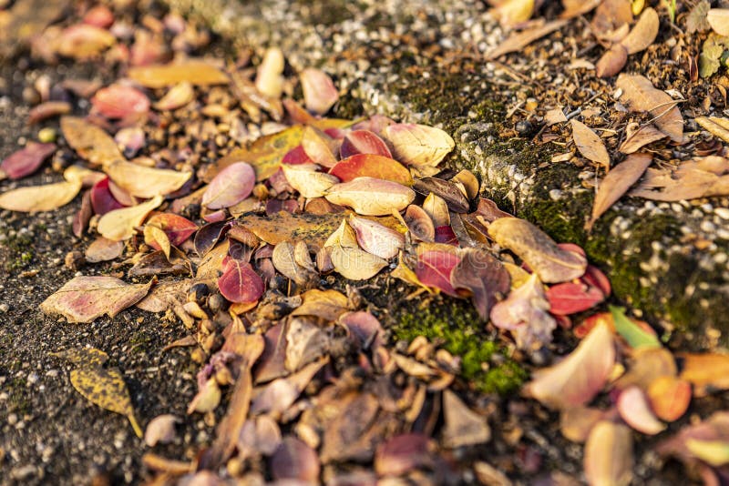 Autumn leaf on the ground stock image. Image of landscape - 261260299