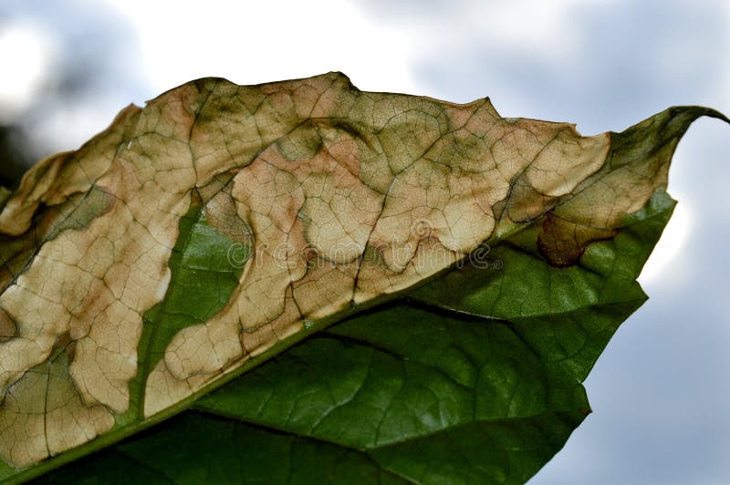 A Half Dried Green Leaf On The Plant. Stock Image - Image of colorful ...