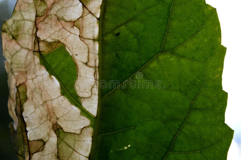 Autumn leaf half dried stock photo. Image of small, plant - 159027524