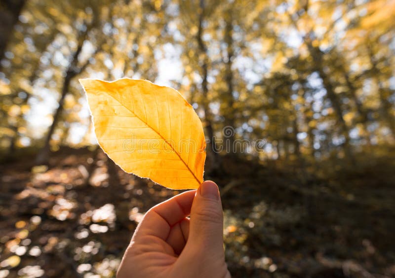 Autumn leaf in hand stock image. Image of leaf, hand - 103122433