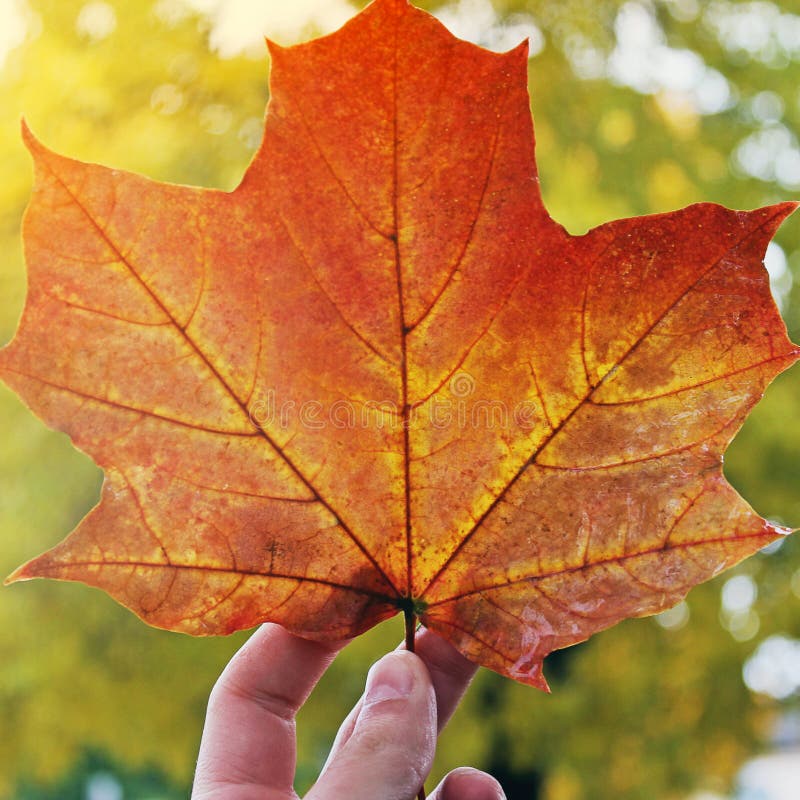 Autumn Leaf in Hand. Autumn. Stock Photo - Image of bare, leaf: 137291360