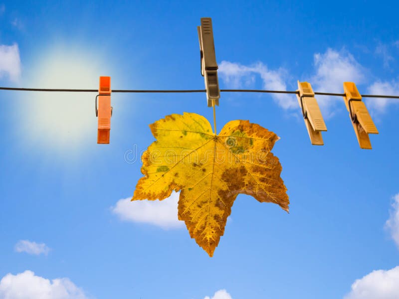 Autumn Leaf Hanging on the Washing Rope Stock Image - Image of rope ...
