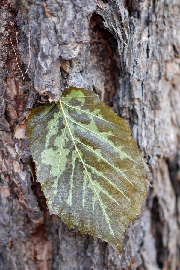 Autumn Leaf of Hazel after Frosts on the Tree Trunk Vertically Stock ...