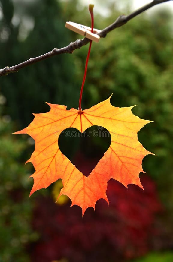 1,304 Heart Shaped Fall Leaf Stock Photos - Free & Royalty-Free Stock ...