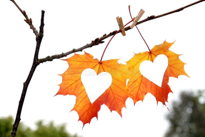 Autumn leaf with heart. stock image. Image of element - 76641027