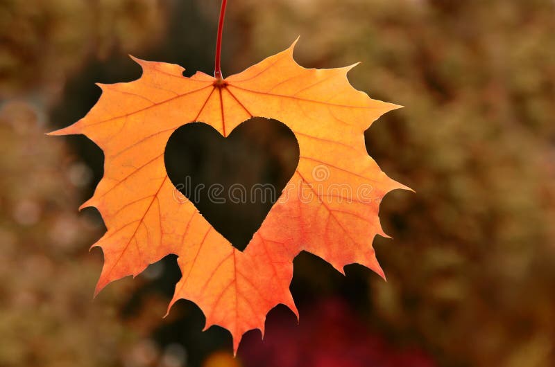 2,500+ Heart leaf Free Stock Photos - StockFreeImages