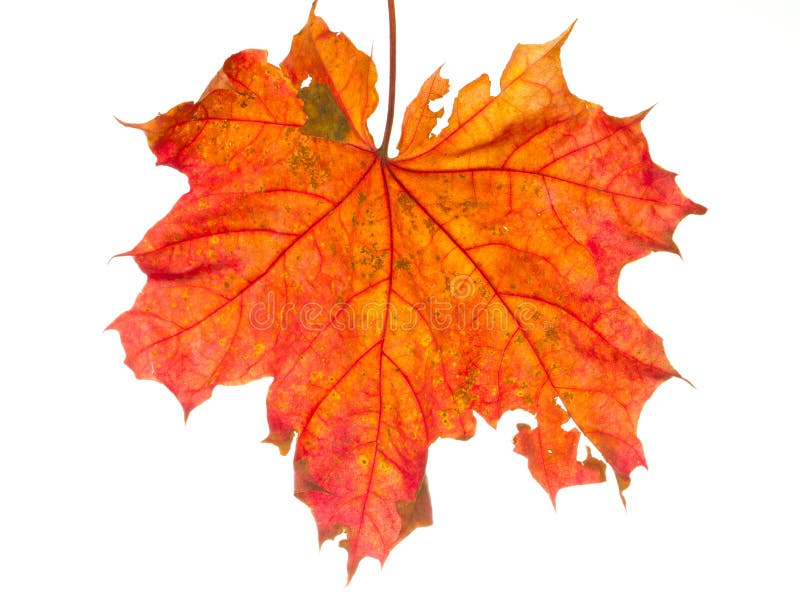 Autumn leaf isolated stock photo. Image of color, element - 16917418