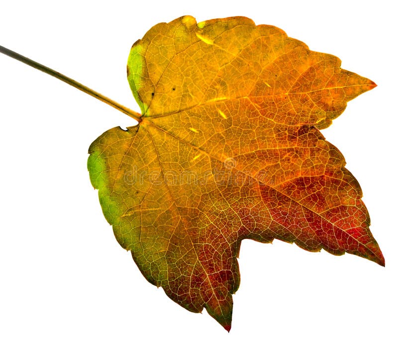 Fall Leaves Isolated on White Stock Photo - Image of brown, nature: 3264182