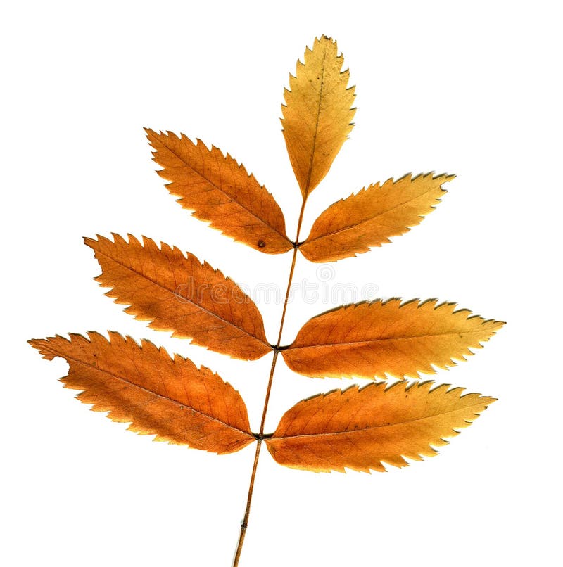 Autumn Leaf isolated stock photo. Image of single, nature - 76572464