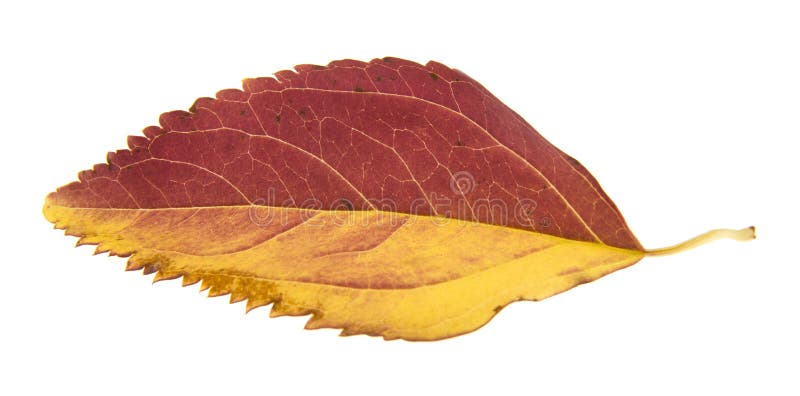 Autumn Leaf Isolated on White Background Stock Photo - Image of nature ...