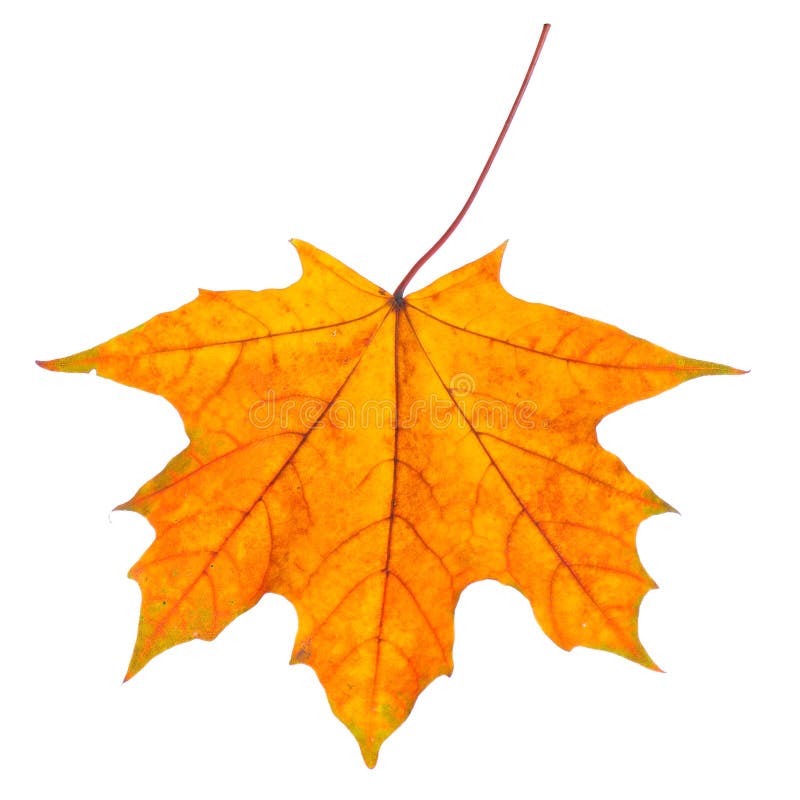 Autumn Leaf Isolated on White Background. Stock Photo - Image of ...