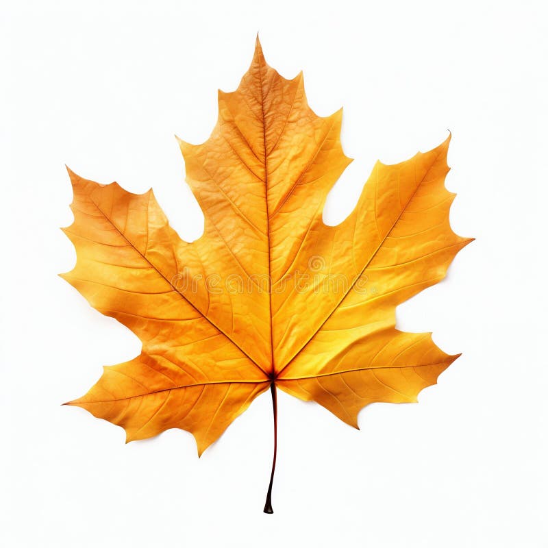 Autumn Leaf Isolated on White Background. Generative Ai Stock ...