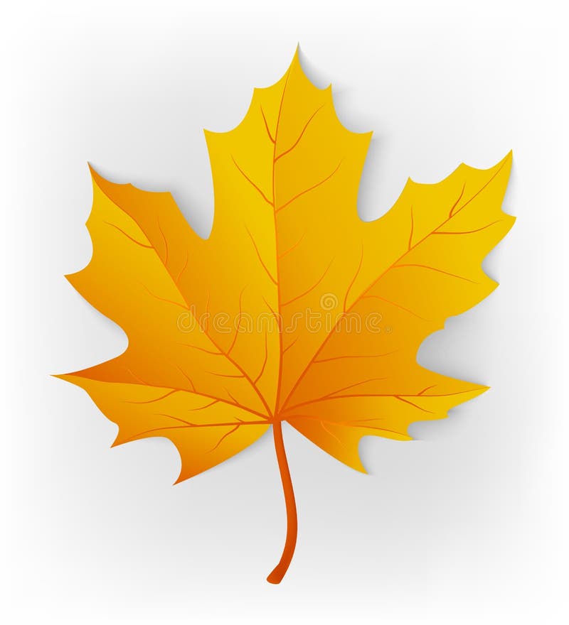 Autumn Leaf. Leaf Isolated on a White Background. Autumn Maple Leaf ...