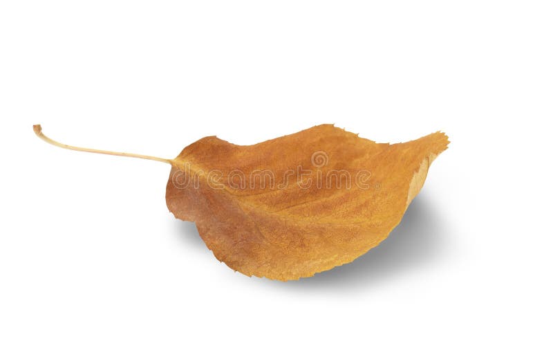 Autumn Leaf Isolated on White Background with Shadows, Clipping Path ...