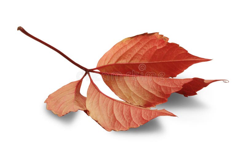 Autumn Leaf Isolated on White Background with Shadows, Clipping Path ...