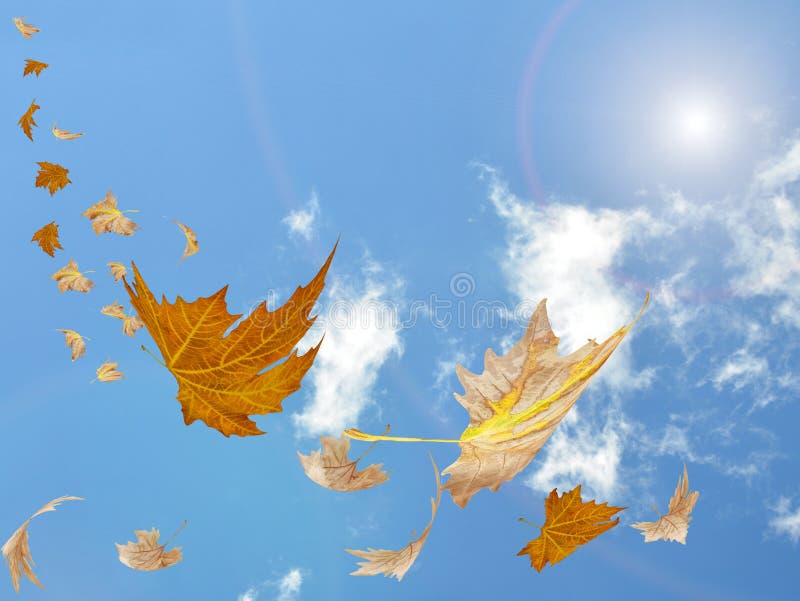 Autumn Leaf Leaves Falling and Flying from the Sky Space for Your Text ...