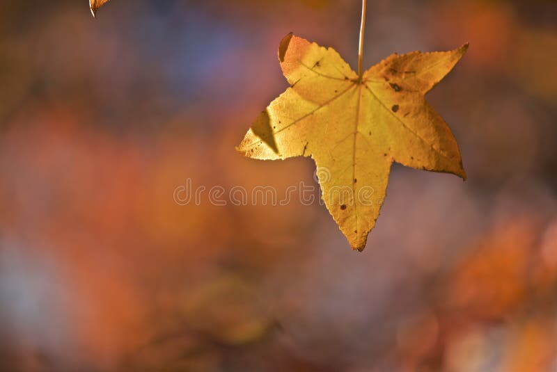 Autumn Leaf stock image. Image of drops, leave, leaf - 69728485