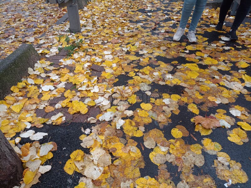 Autumn Leaf and Legs stock image. Image of woodland - 352832957