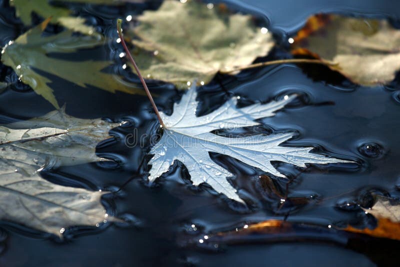 Autumn Leaf Lies in a Puddle Stock Photo - Image of cluster, leaf: 81929166