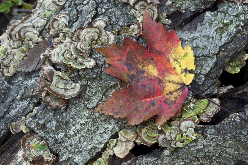 Autumn leaf on log stock image. Image of maple, leaf - 22050029