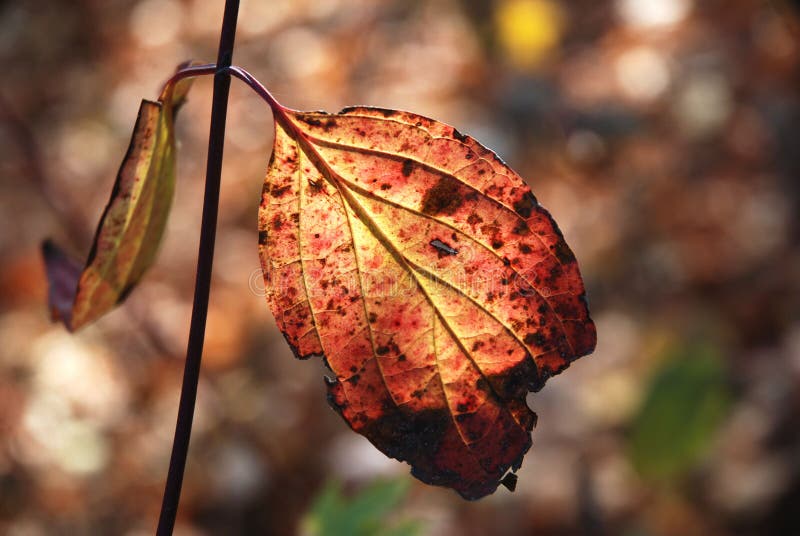 Rustleafe Stock Photos - Free & Royalty-Free Stock Photos from Dreamstime